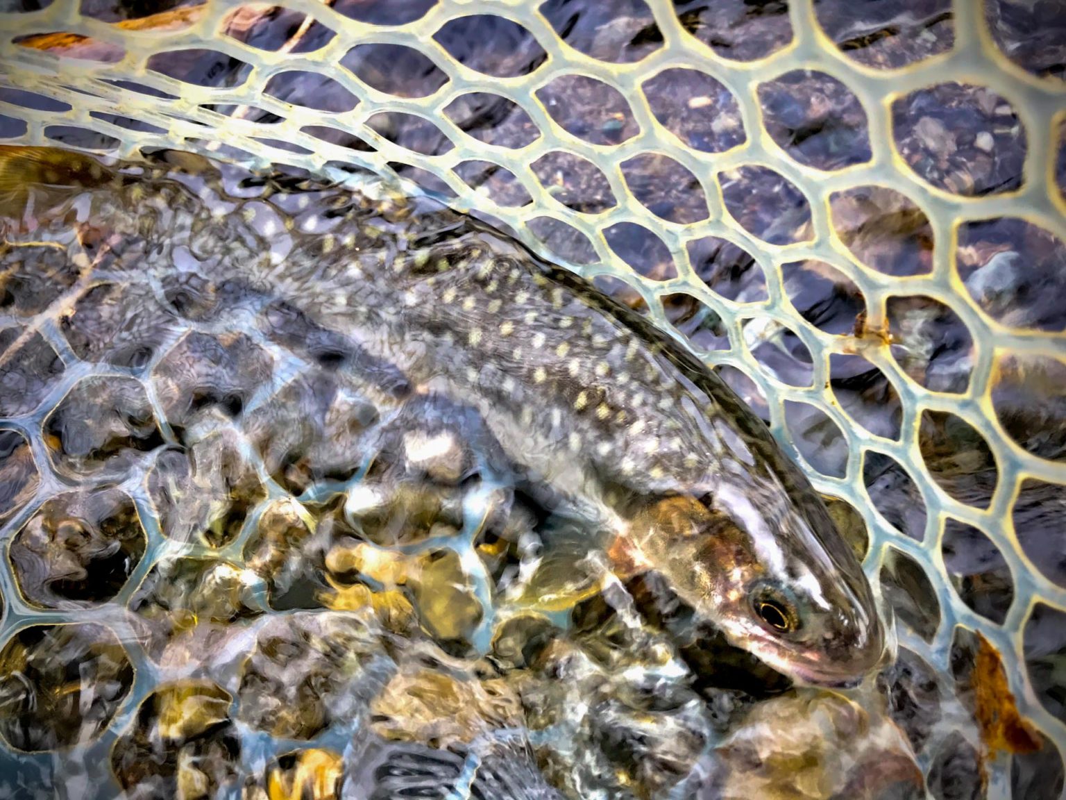 White Spotted Char | Iwana or Ame Masu | Tokyo Fly Fishing & Country ...