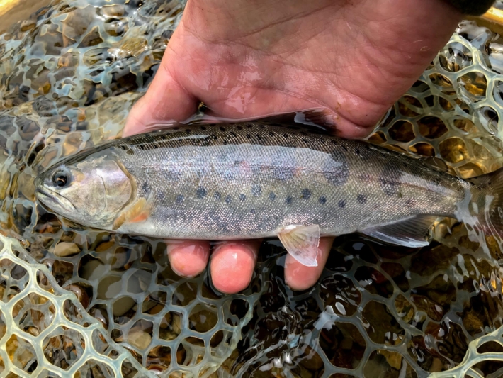 Cherry Salmon – Yamame or Sakura Masu | Tokyo Fly Fishing & Country ...