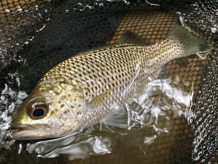 Jungle Perch | Tokyo Fly Fishing & Country Club | 東京フライフィッシング＆カントリークラブ