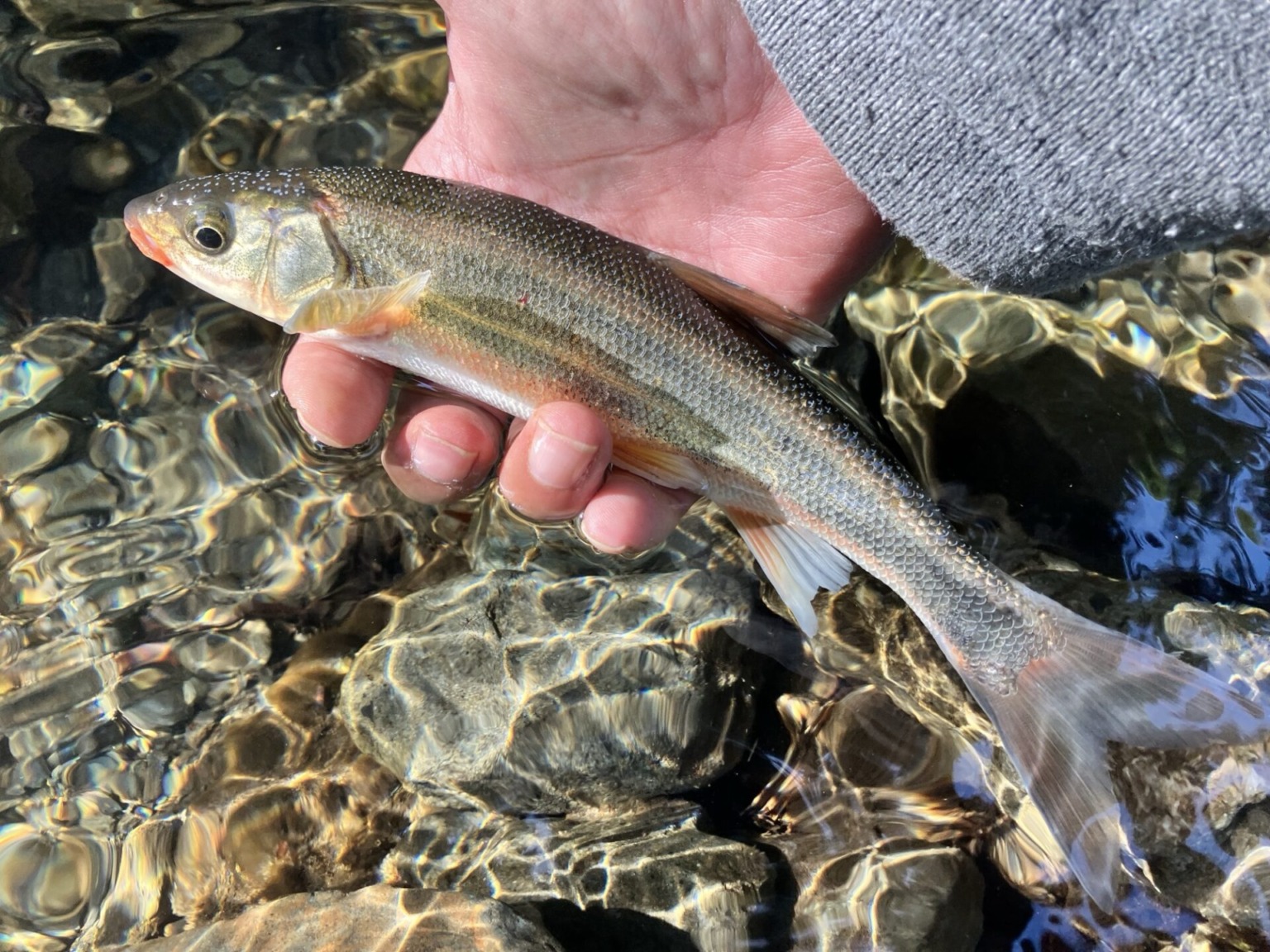 2024年 フライフィッシング対象魚・人気ランキング BEST 16 | Tokyo Fly Fishing & Country Club ...